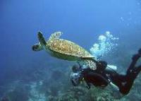 Biodiversity of the Oceans | Ciencia Puerto Rico