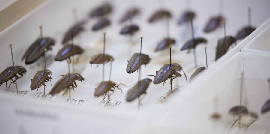 En peligro de extinción el cucubano | Ciencia Puerto Rico