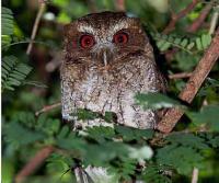 El Mucarito: El rey del ‘jangueo’ nocturno | Ciencia Puerto Rico