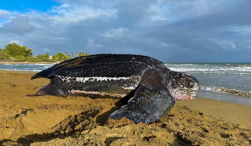 Conservation specialists urge for the care of leatherback and other ...