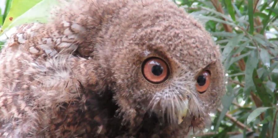 Son de aquí: múcaro | Ciencia Puerto Rico